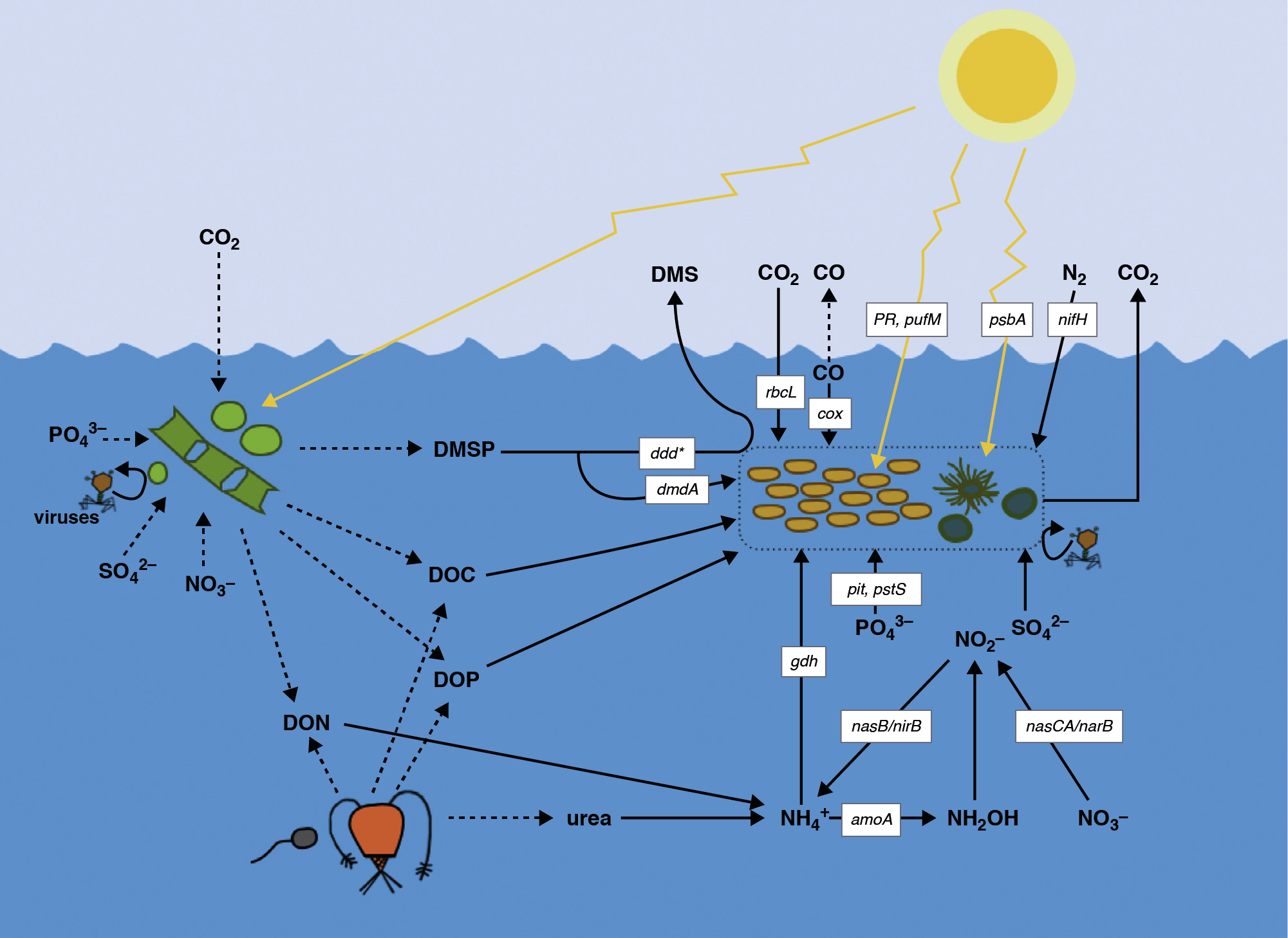 Microbial Activities: from Single Cells to Biogeochemical Cycles ...